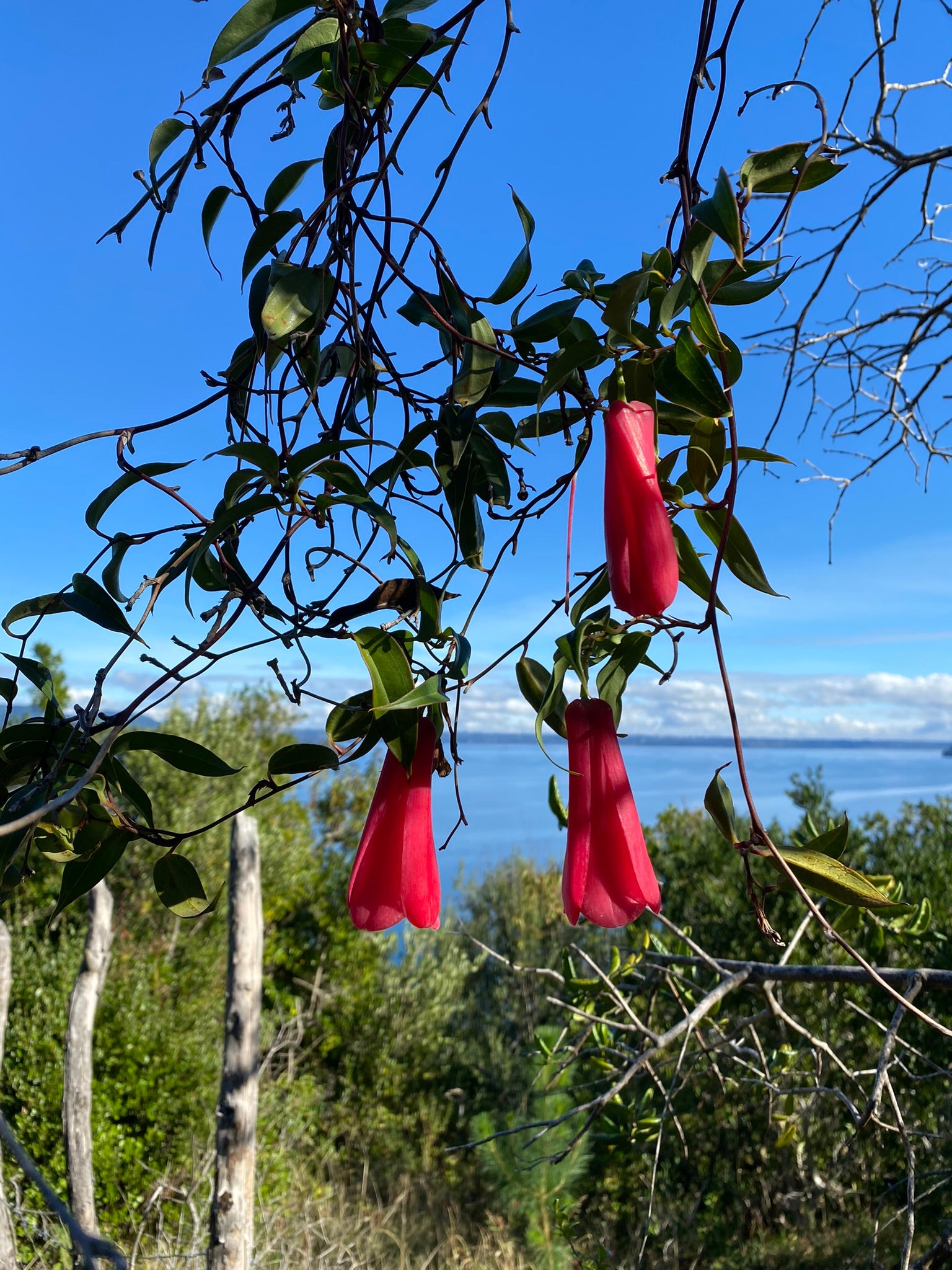 Conociendo nuestros ancestros en Isla Huapi - Mínimo 6 pasajeros – Ruténica